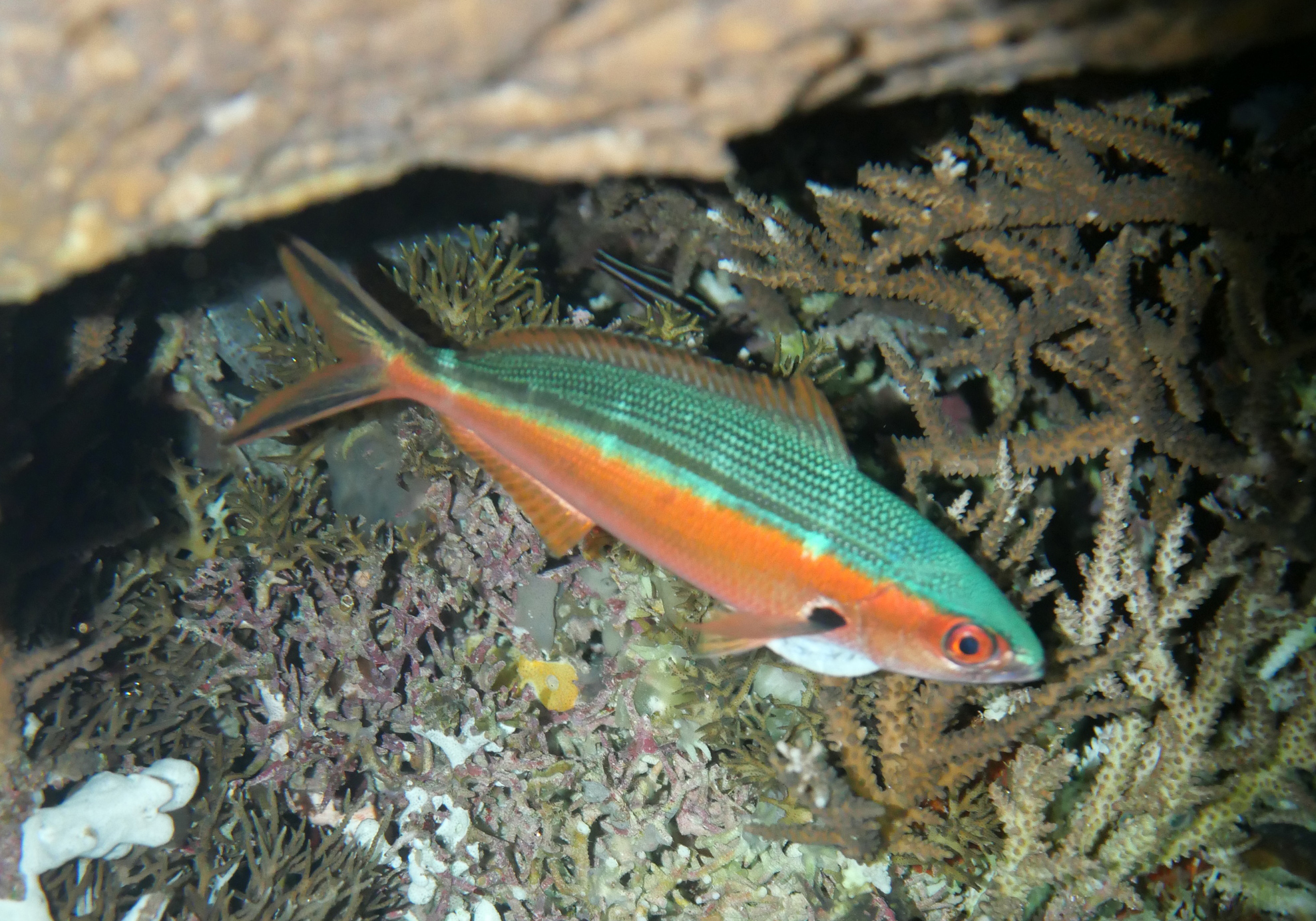 Neon Fusilier (Pterocaesio tile) - Bali Wildlife