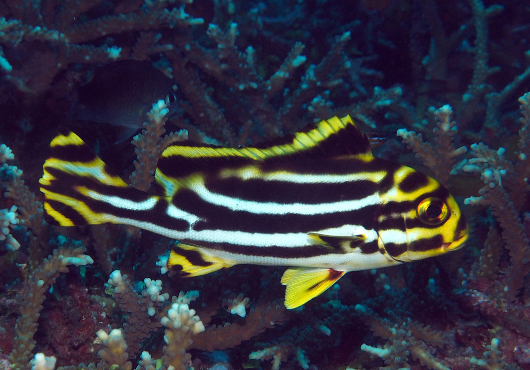 Oriental Sweetlips (Plectorhinchus vittatus) - Bali Wildlife