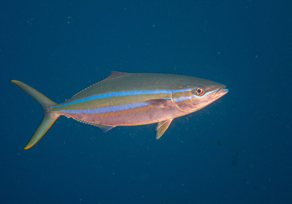 Rainbow Runner (Elagatis bipinnulata) - Bali Wildlife
