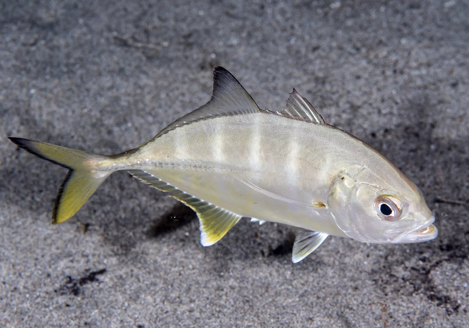 Shrimp Scad (Alepes djedaba) - Bali Wildlife
