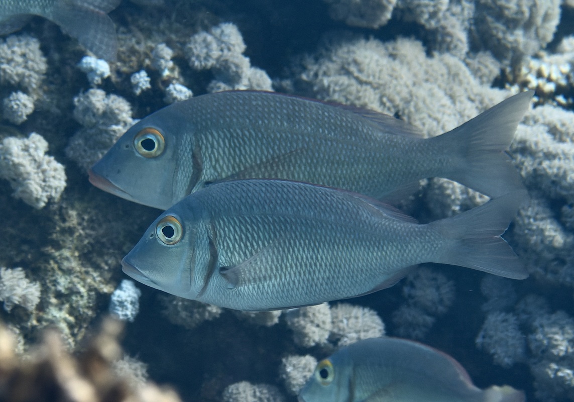 Snubnose Emperor Bream (Lethrinus borbonicus) - Bali Wildlife