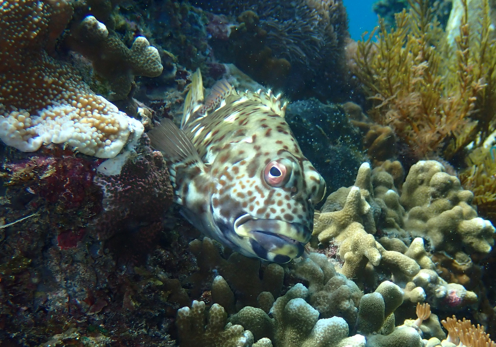 Stocky Hawkfish (Cirrhitus pinnulatus) - Bali Wildlife