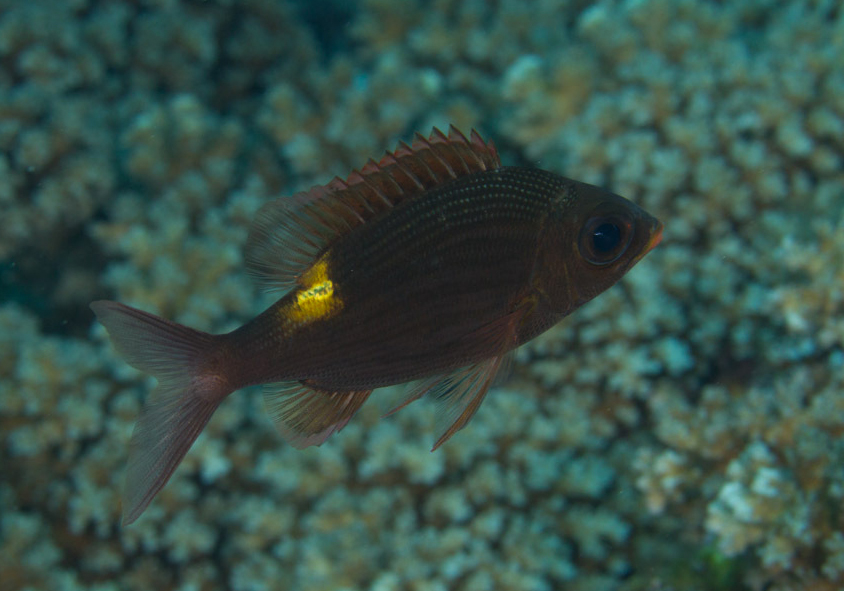 Striped Large-eye Bream (Gnathodentex aureolineatus) - Bali Wildlife