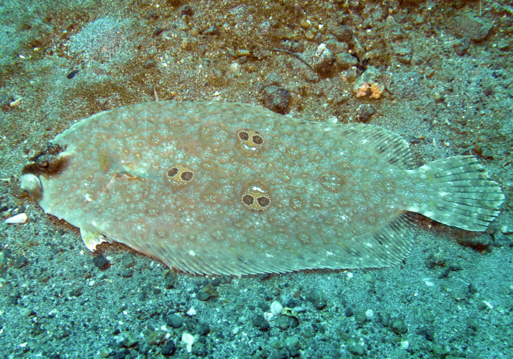 Three Twinspot Flounder (Pseudorhombus dupliciocellatus) - Bali Wildlife