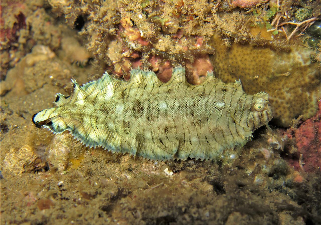 Tiger Sole (Soleichthys heterorhinos) - Bali Wildlife