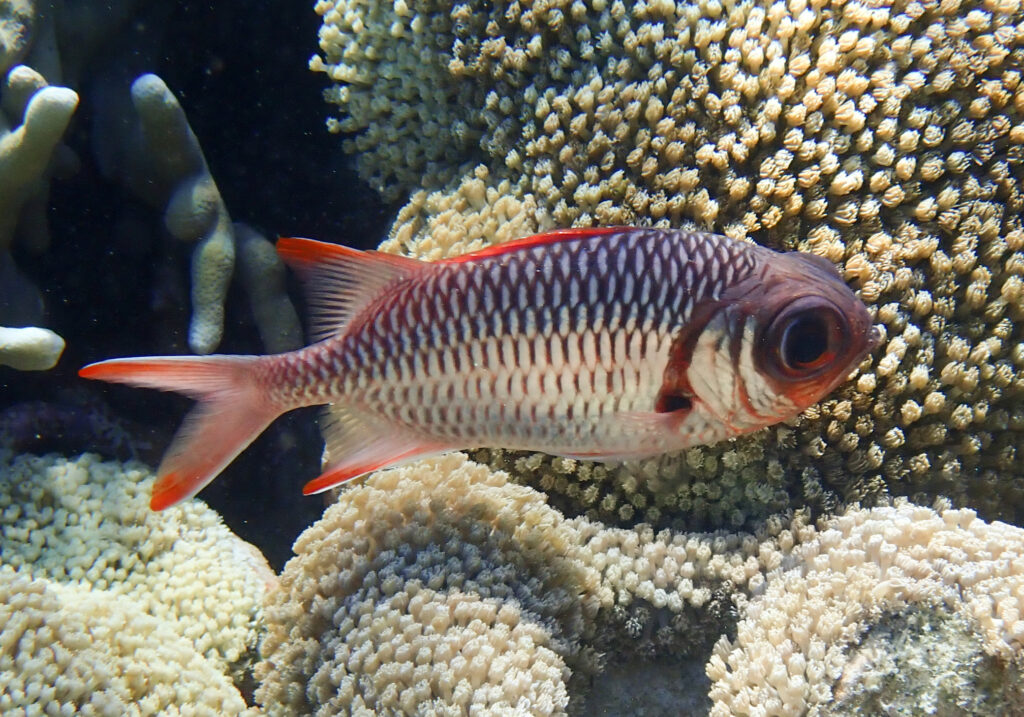 Violet Soldierfish (Myripristis violacea) - Bali Wildlife
