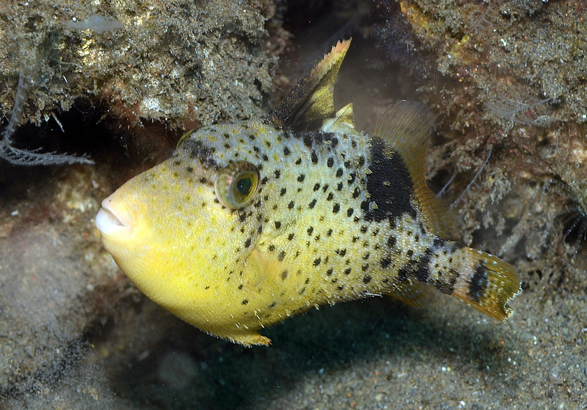 Yellowmargin Triggerfish (Pseudobalistes flavimarginatus) - Bali Wildlife