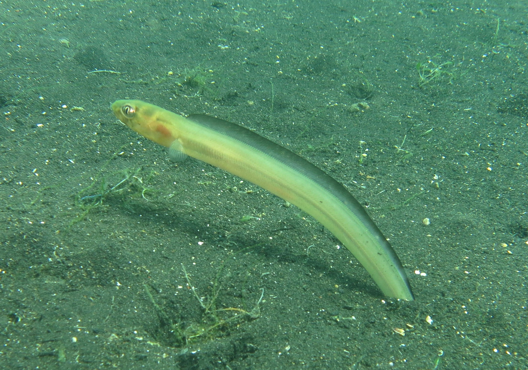 Big-eye Conger (Ariosoma anagoides) - Bali Wildlife