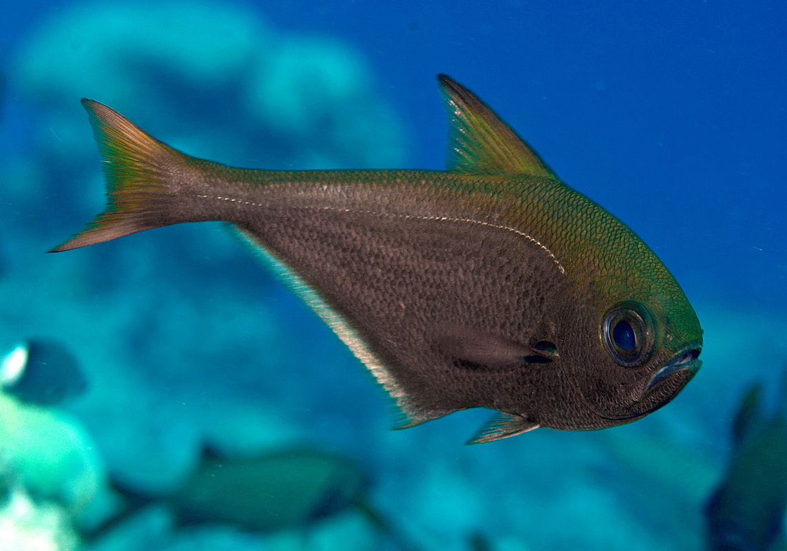 Copper Sweeper (Pempheris oualensis) - Bali Wildlife