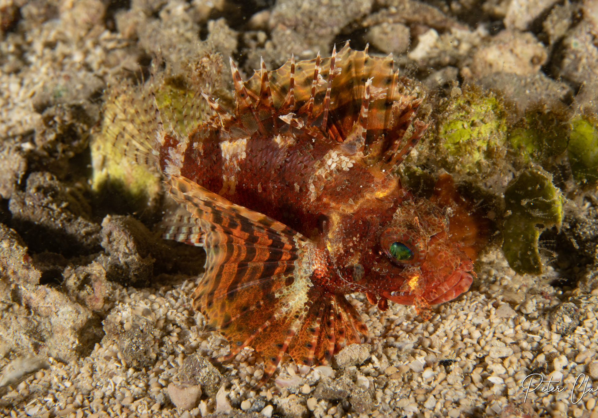 Dwarf Lionfish Fuzzy Dwarf Lionfish (Dendrochirus Brachypterus)