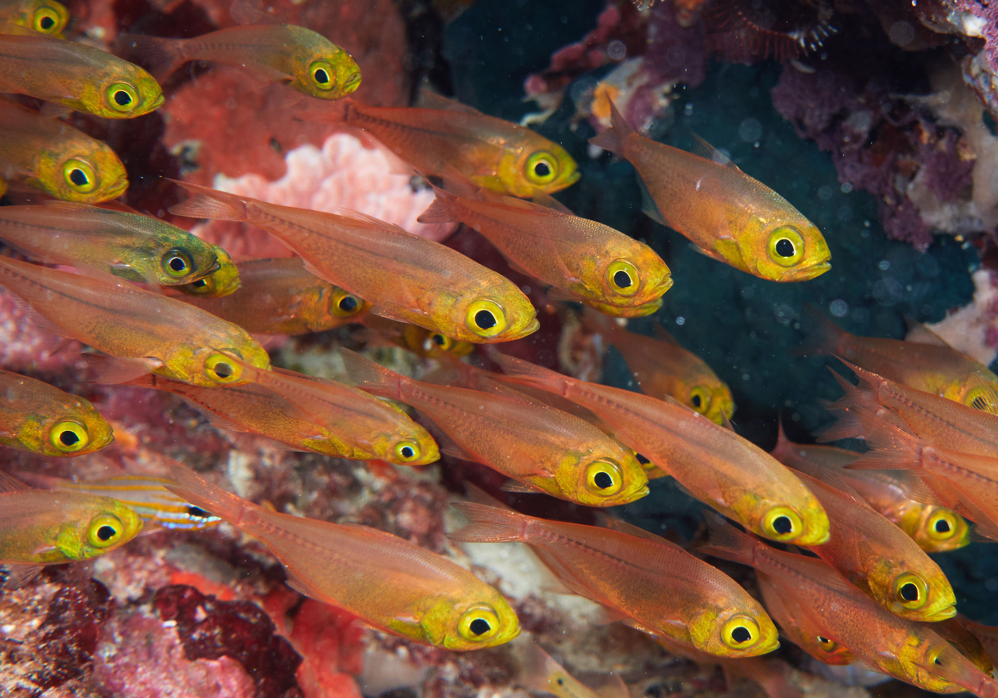 Golden Sweeper (Parapriacanthus ransonneti) - Bali Wildlife