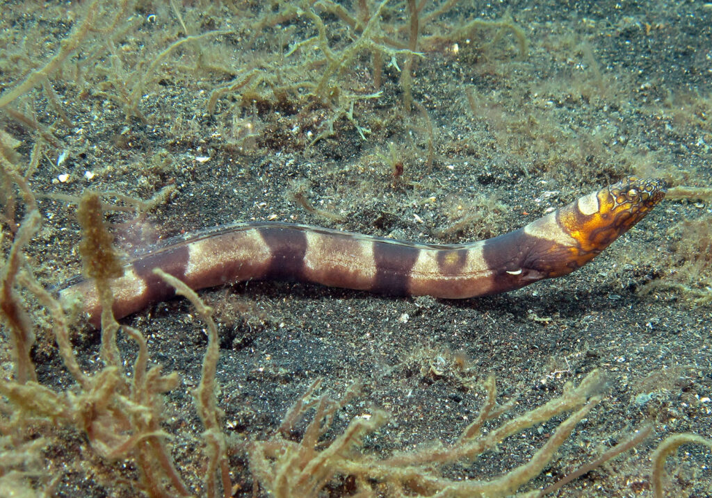 Napoleon Snake Eel (Ophichthus bonaparti) - Bali Wildlife