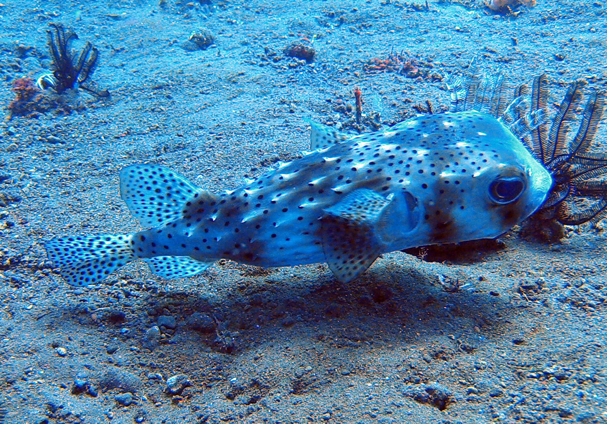 Spotfin Burrfish (Chilomycterus reticulatus) - Bali Wildlife
