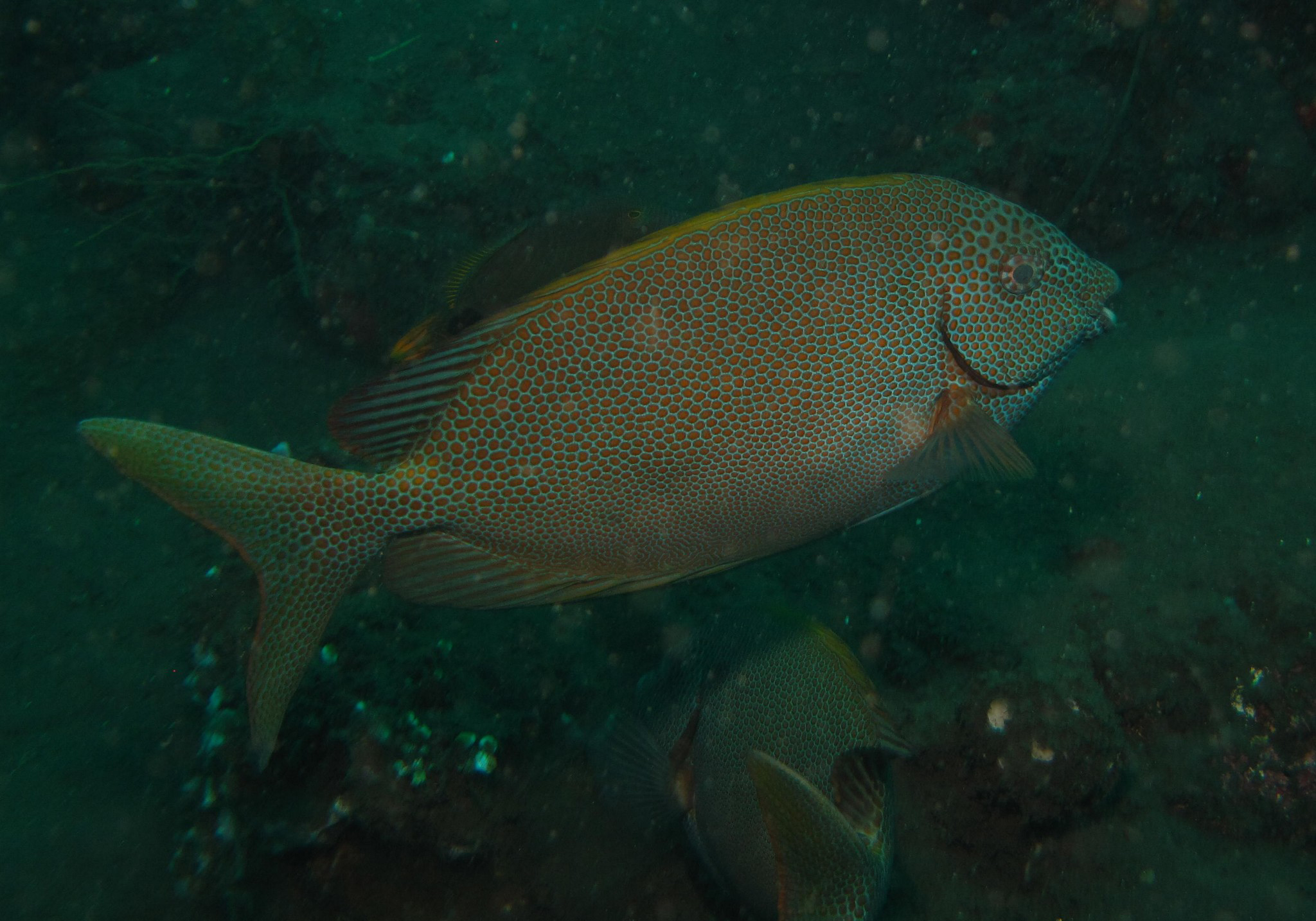 Spotted Rabbitfish (Siganus punctatus) - Bali Wildlife