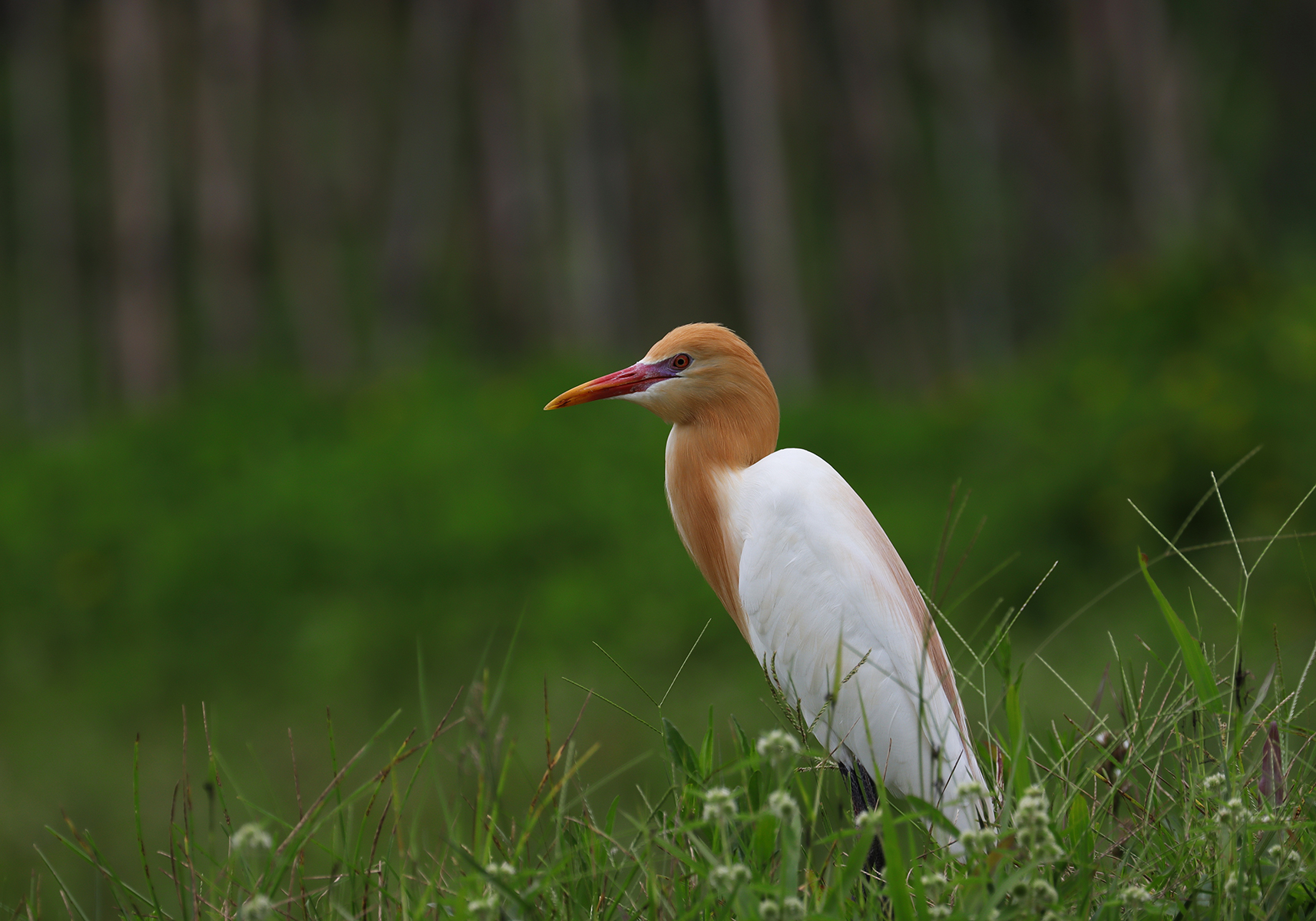 The Sacred Herons of Petulu Village, Ubud - Bali Wildlife