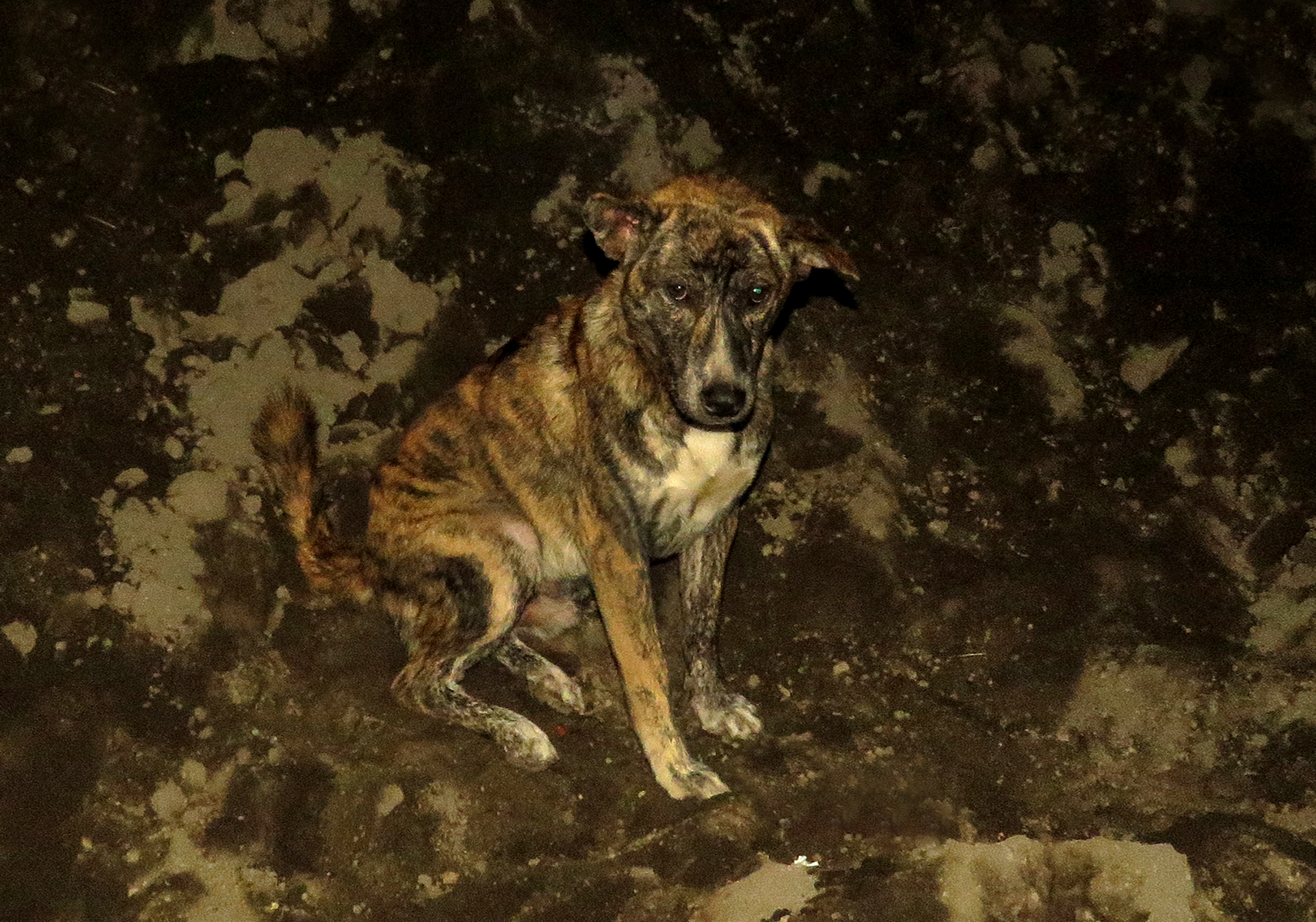 Preserving the Bali Dog: A Heritage Worth Protecting - Bali Wildlife
