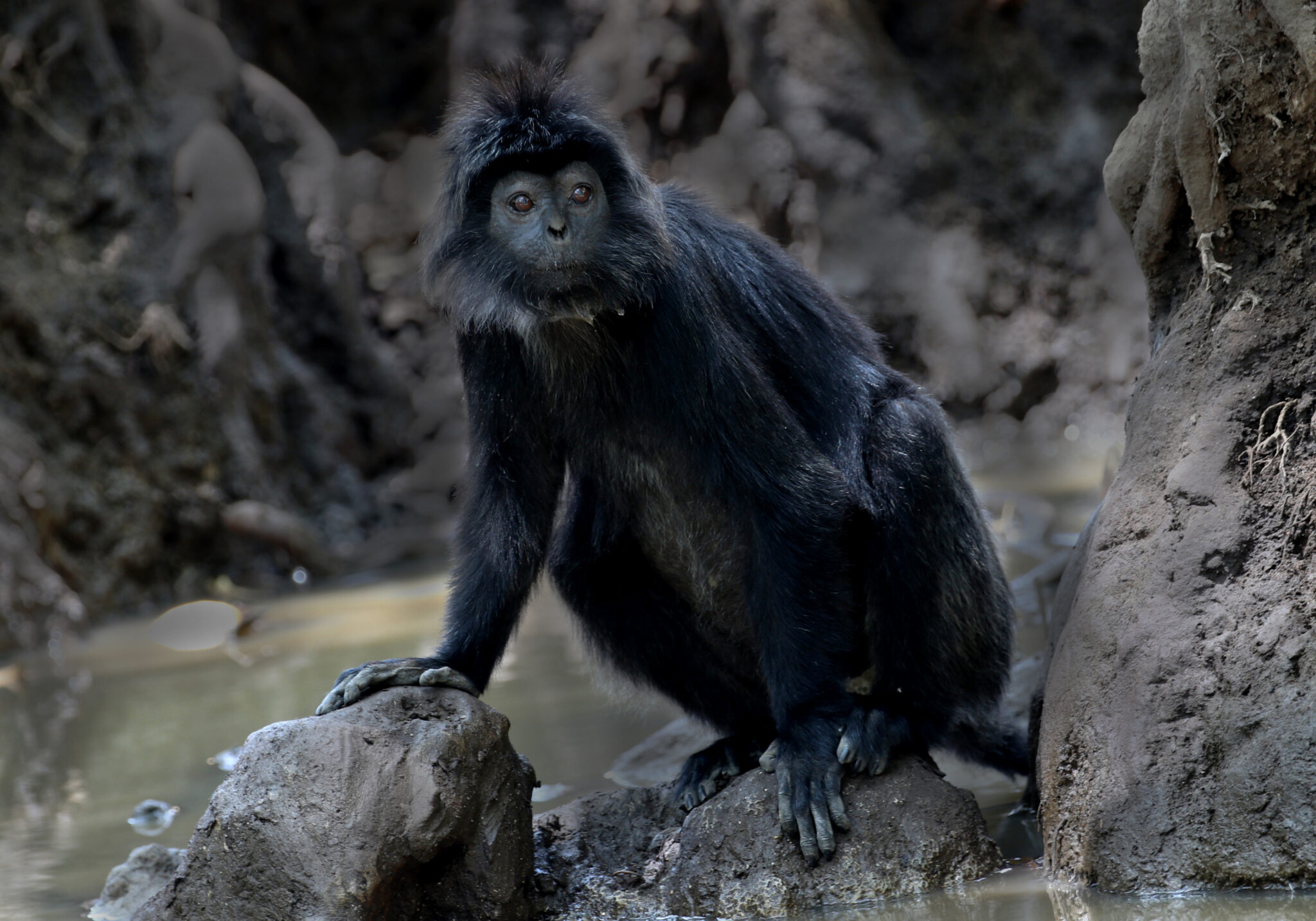 Common Animals You'll Encounter in Bali - Bali Wildlife