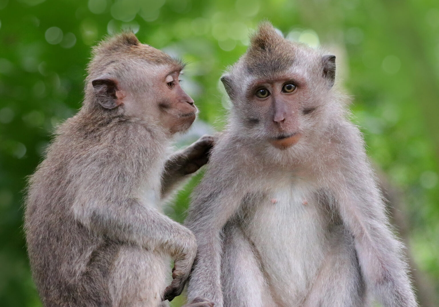 Common Animals You'll Encounter in Bali - Bali Wildlife