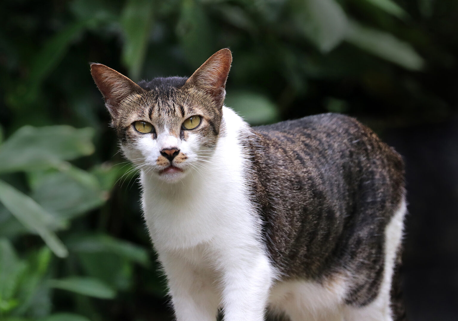 Common Animals You'll Encounter in Bali - Bali Wildlife