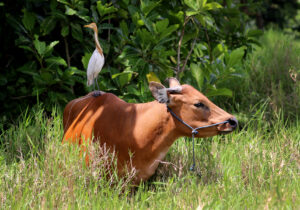 Common Animals You'll Encounter in Bali - Bali Wildlife