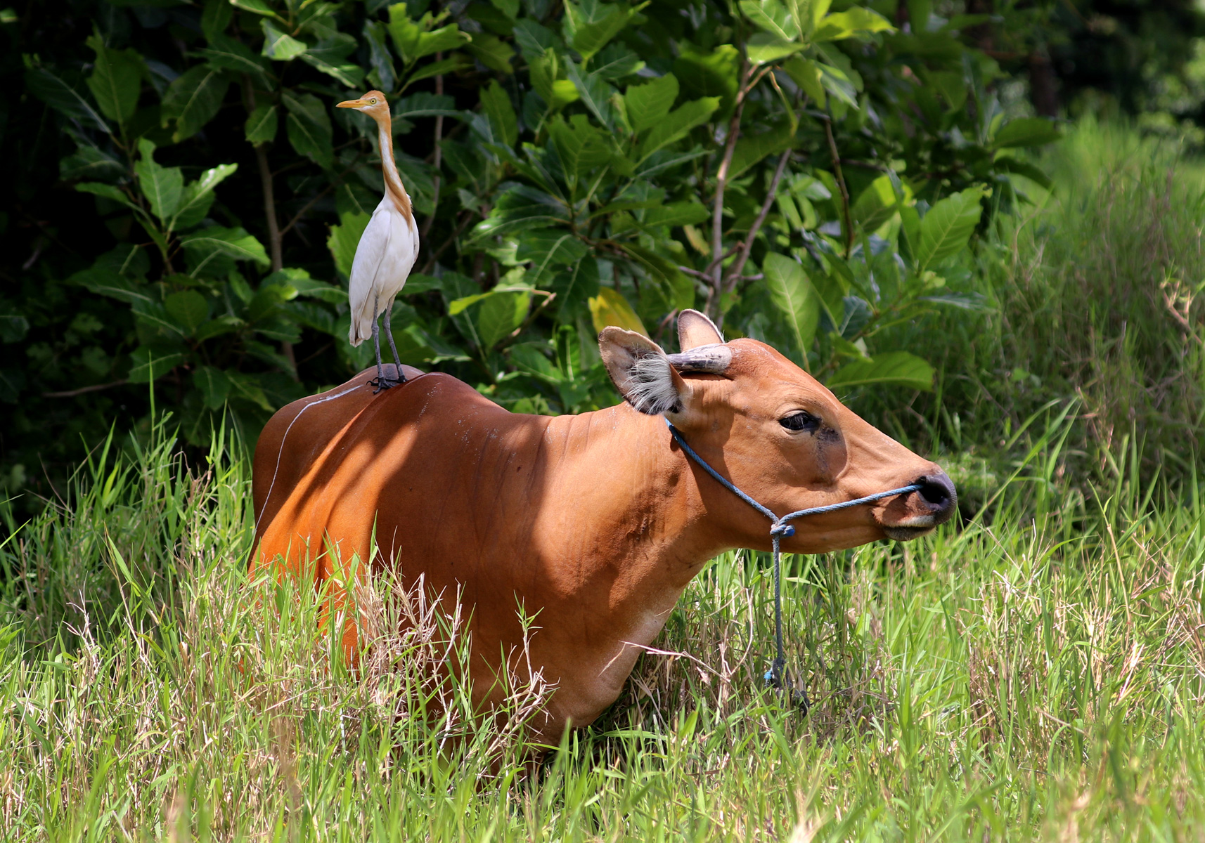 Common Animals You'll Encounter in Bali - Bali Wildlife