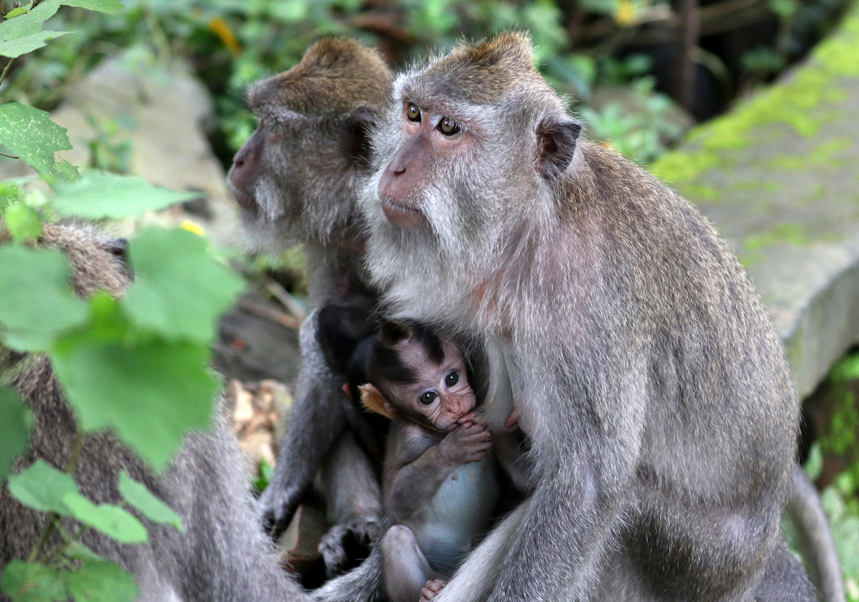 Common Animals You'll Encounter in Bali - Bali Wildlife