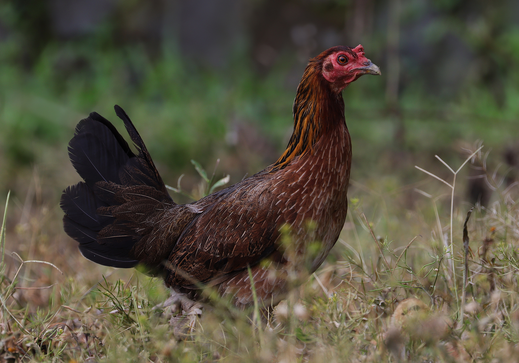 Common Animals You'll Encounter in Bali - Bali Wildlife