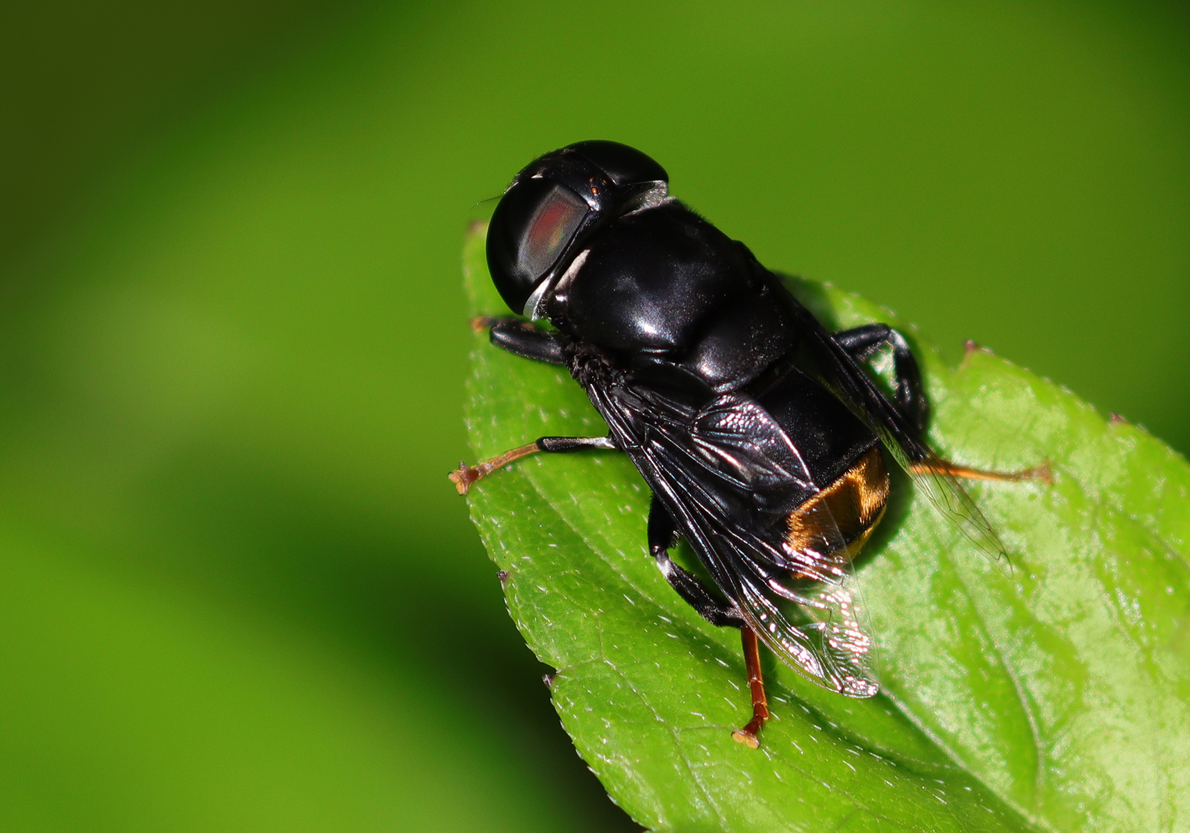 Rat-tail Maggot Flies (Phytomia chrysopyga) - Bali Wildlife