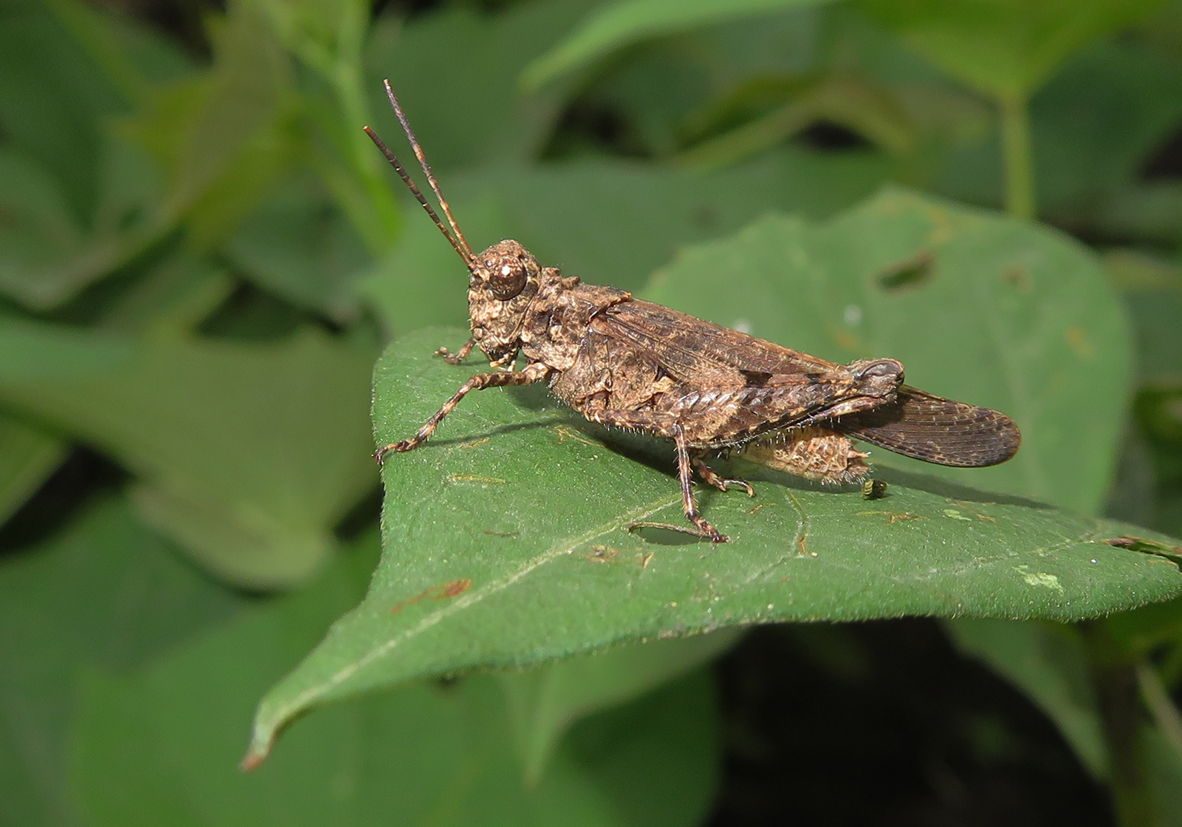 Carinate Locust (Trilophidia annulata) - Bali Wildlife