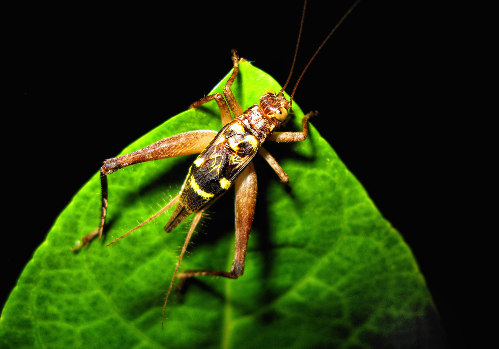 True Cricket (Family Gryllidae) - Bali Wildlife