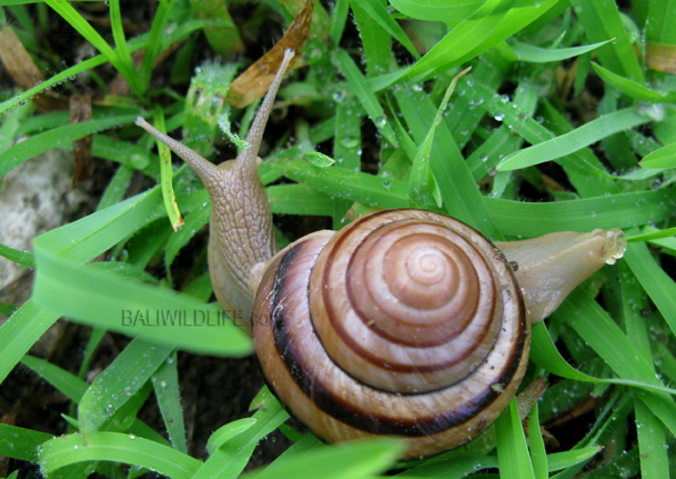 Air-breathing Land Snails (Asperitas nemorensis) - Bali Wildlife