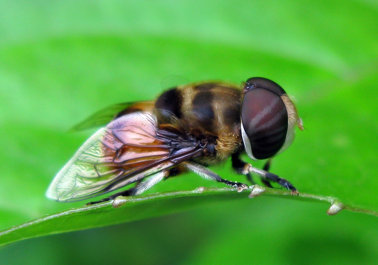 Rat-tail Maggot Flies (Phytomia errans) - Bali Wildlife