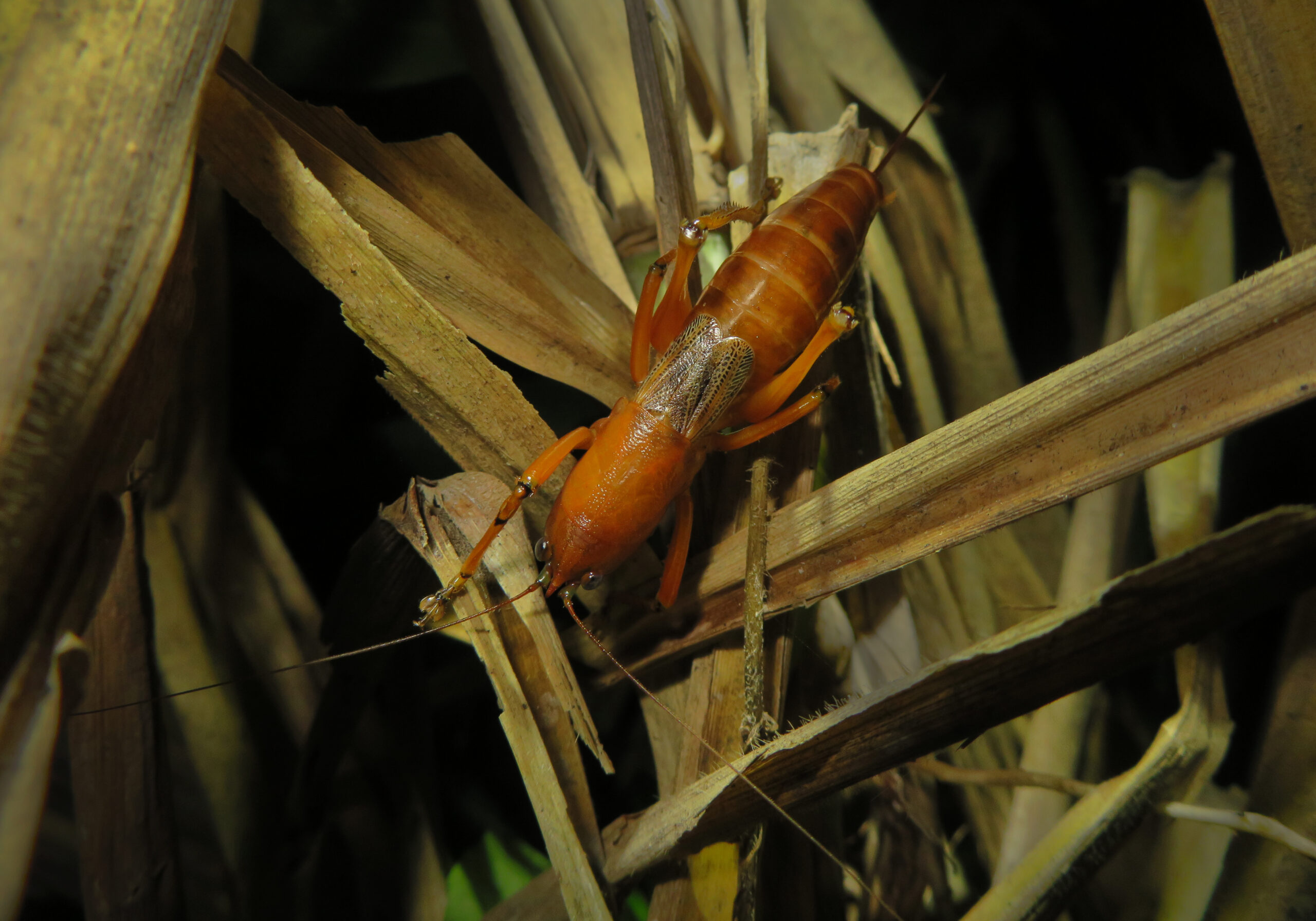 Indonesian Giant Cricket (Family Stenopelmatidae) - Bali Wildlife