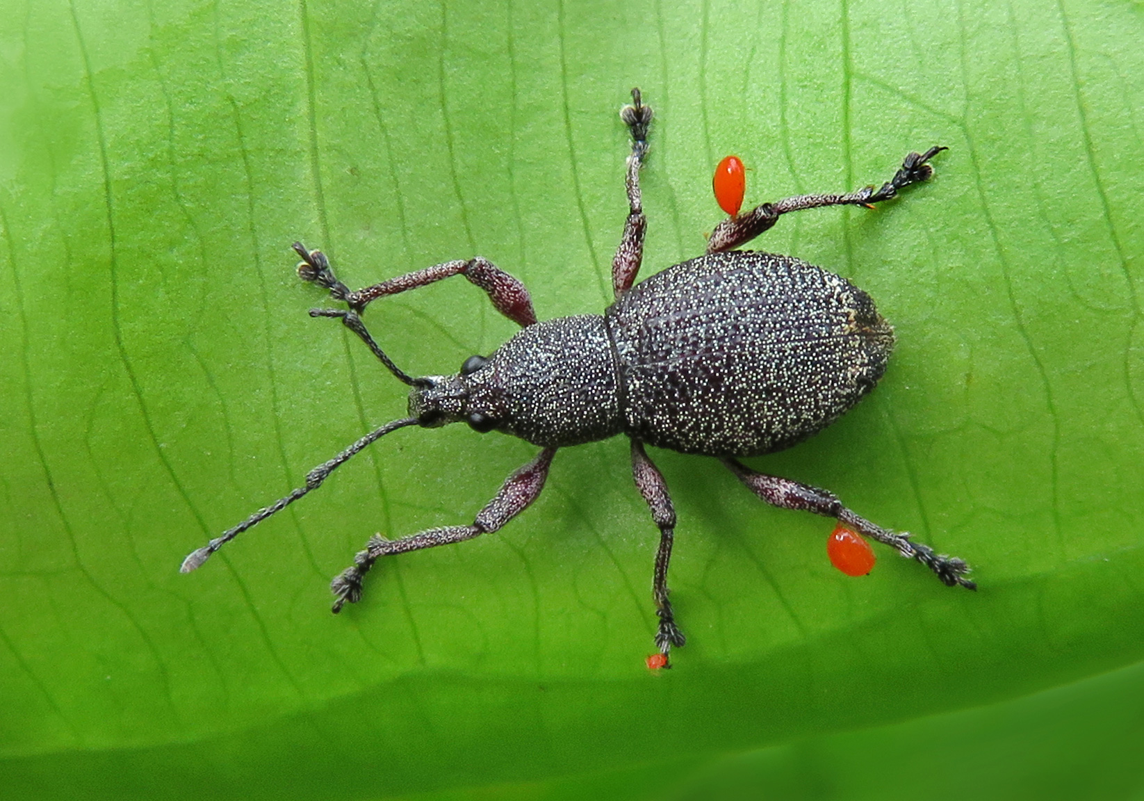 Broad-nosed Weevils (Order Coleoptera) - Bali Wildlife
