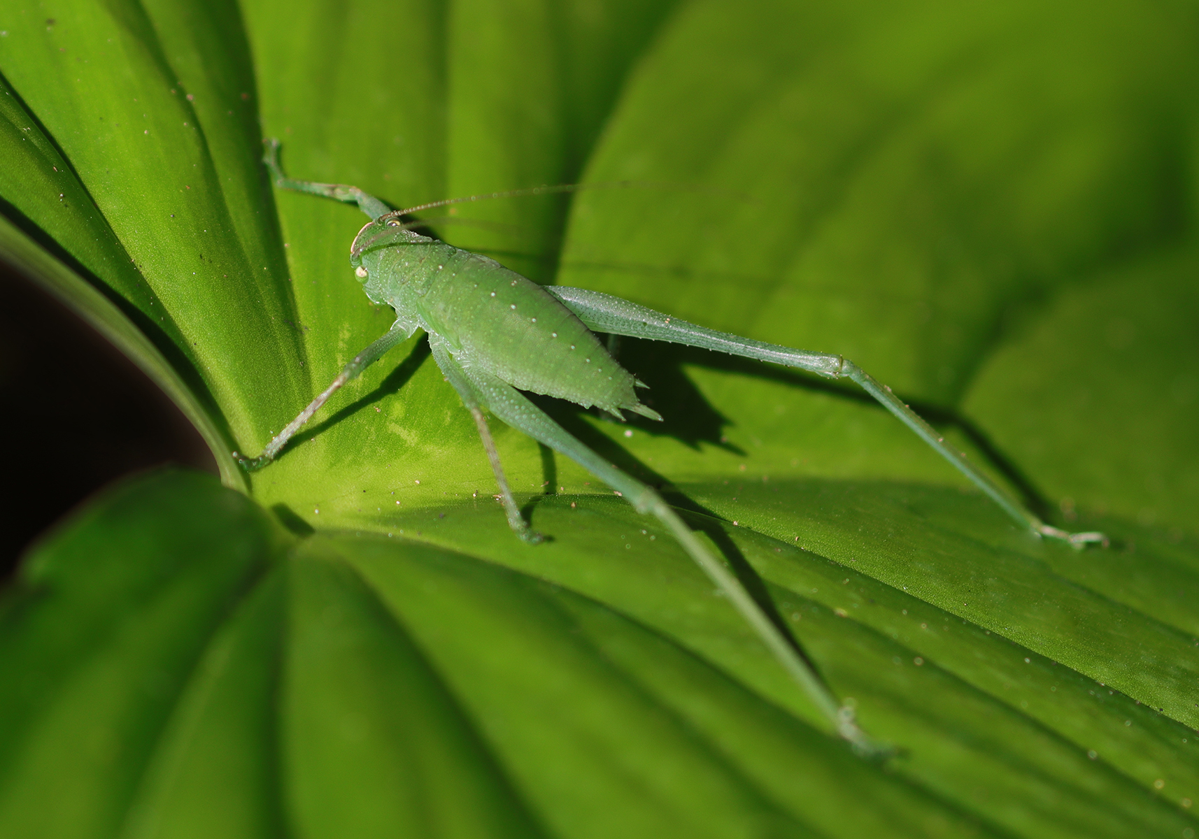 Leaf Katydid (Family Tettigoniidae) - Bali Wildlife