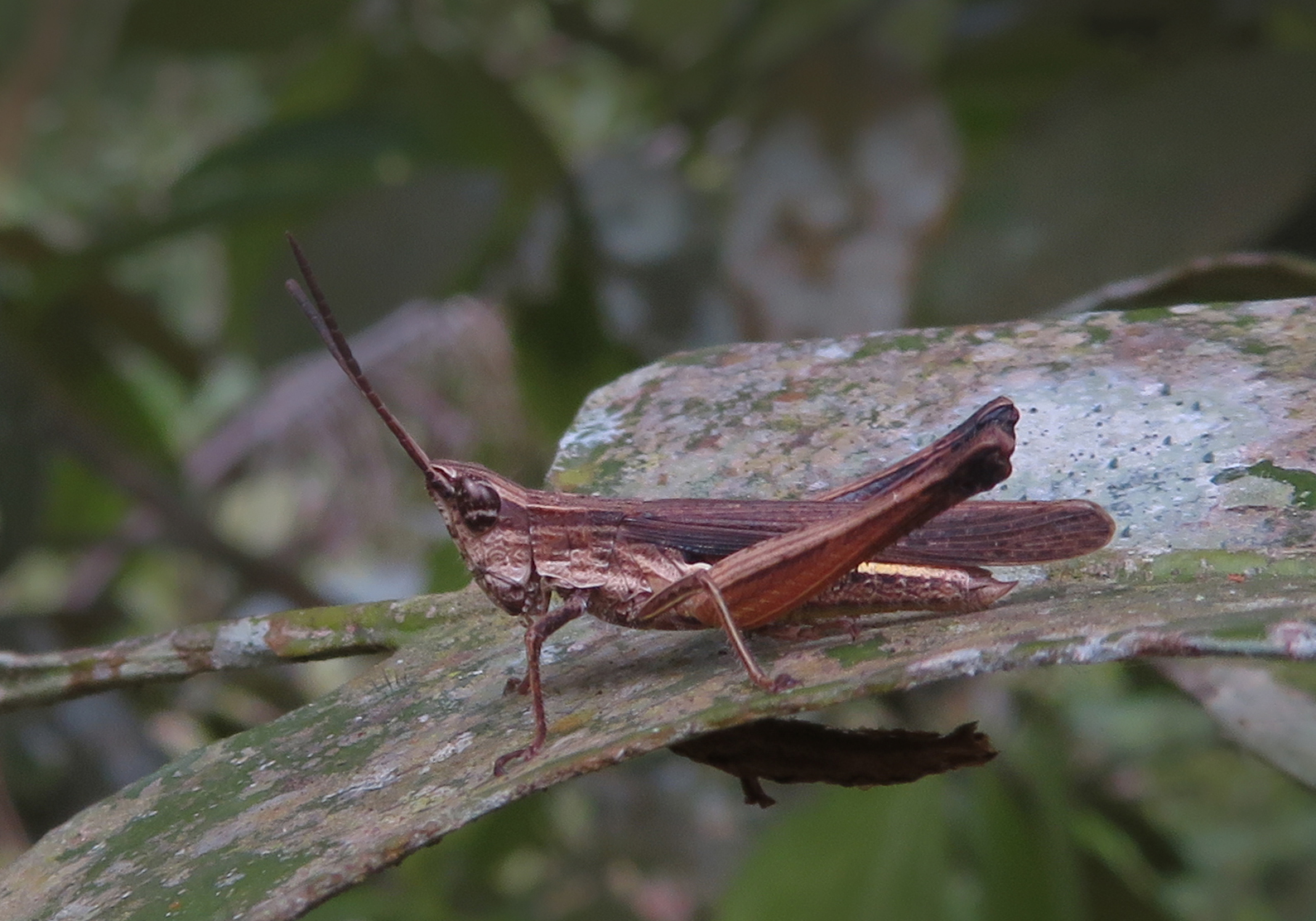 Silent Slant-faced Grasshoppers (Family Acrididae) - Bali Wildlife