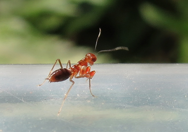 Asian Ant Mantis (Family Hymenopodidae) - Bali Wildlife