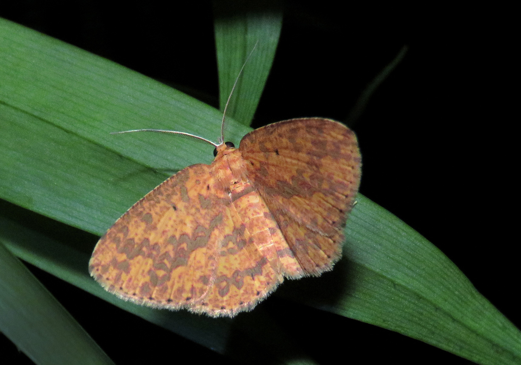 Geometer Moth (Family Geometridae) - Bali Wildlife