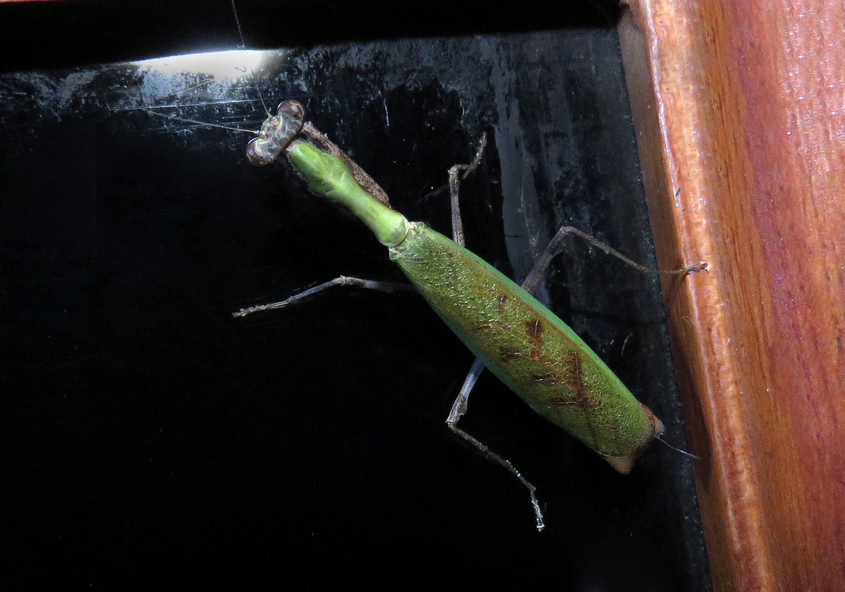 Typical Flower Mantis (Family Hymenopodidae) - Bali Wildlife
