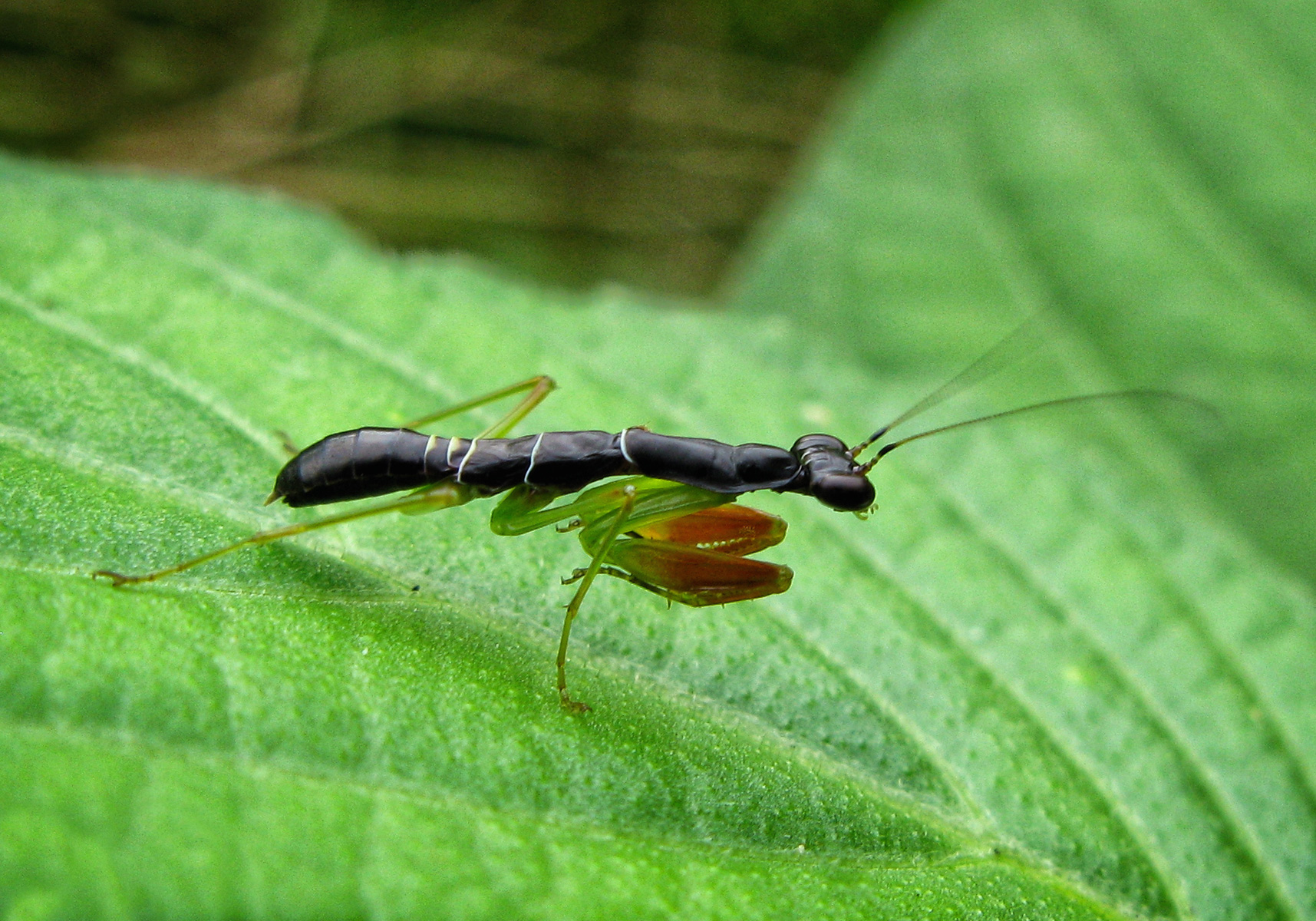 Asian Ant Mantis (Family Hymenopodidae) - Bali Wildlife