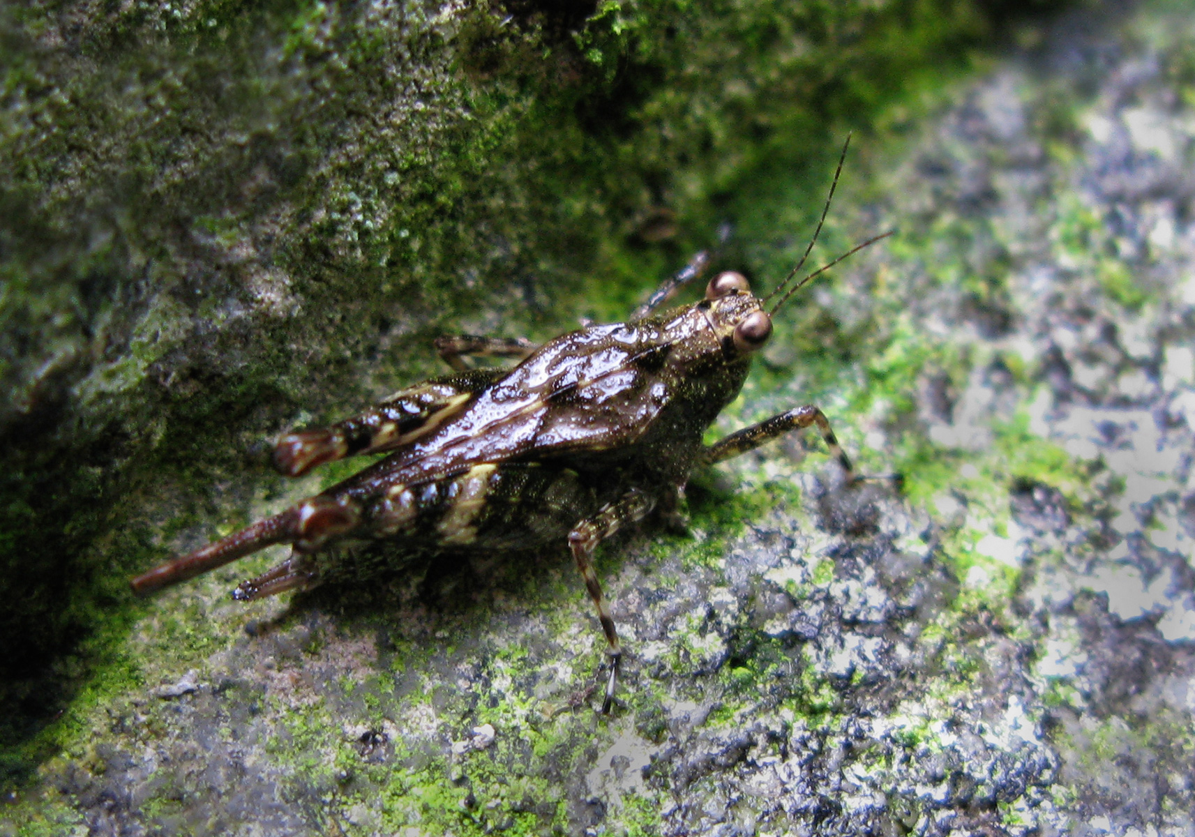 Pygmy Grasshoppers (Family Tetrigidae) - Bali Wildlife