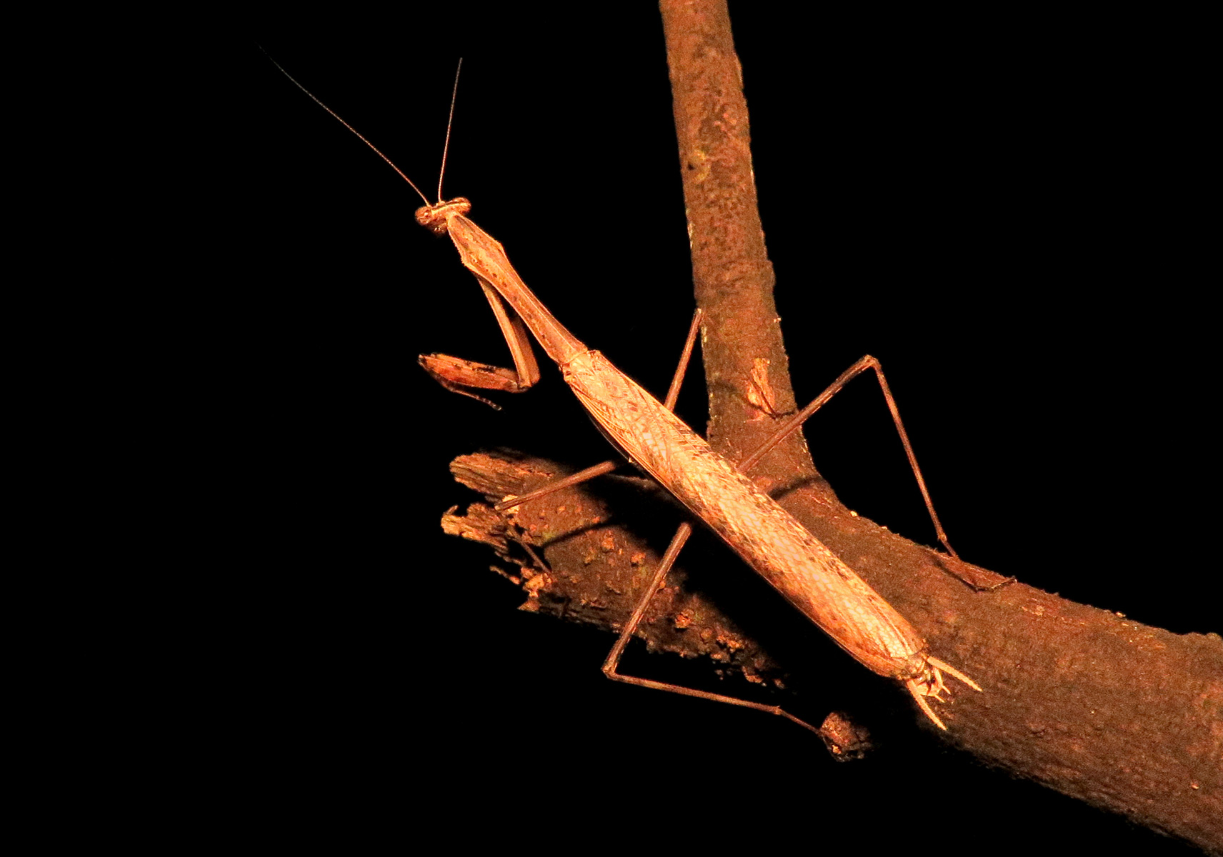 Giant Asian Mantis (Family Mantidae) - Bali Wildlife