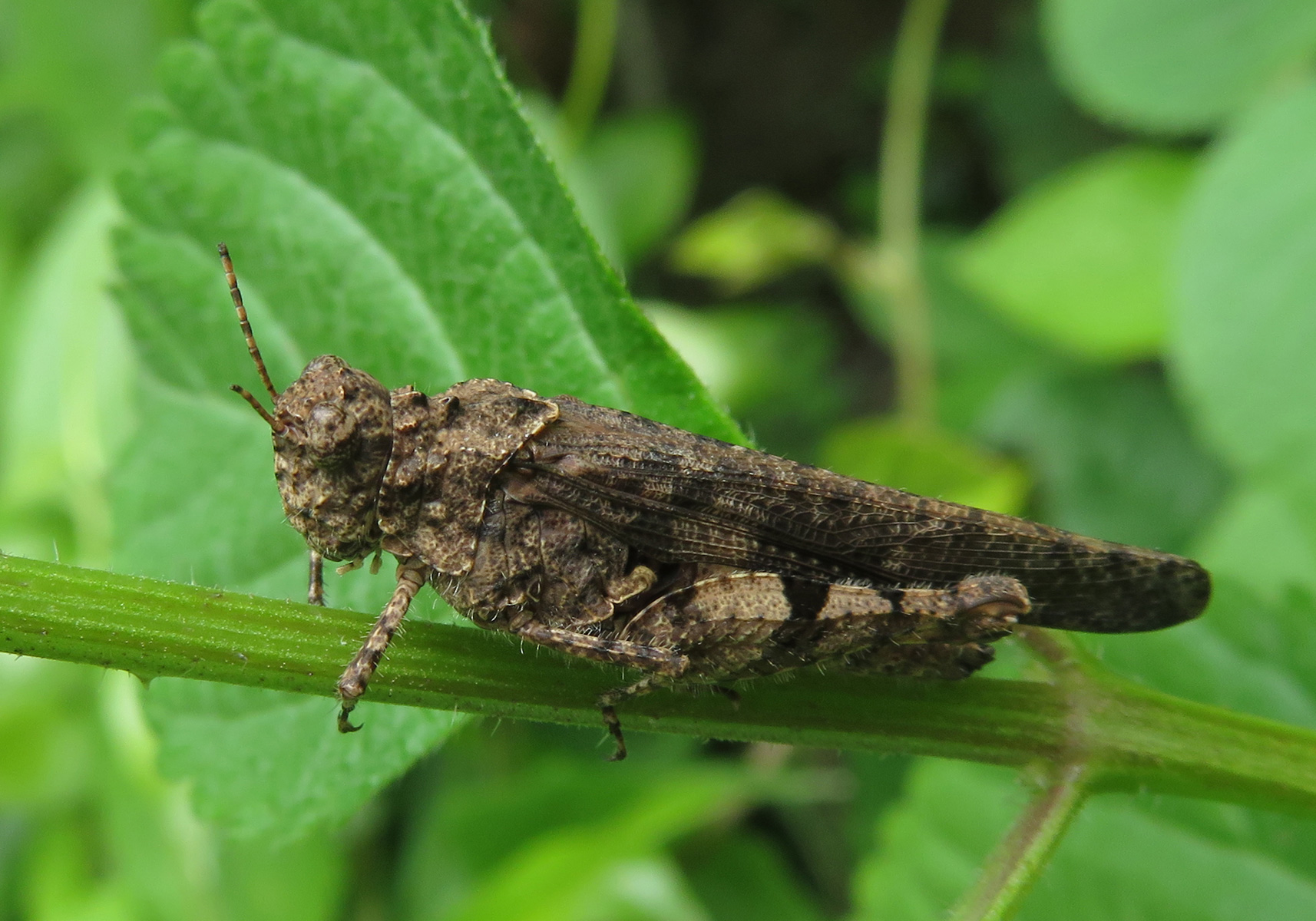 Carinate Locust (Family Acrididae) - Bali Wildlife