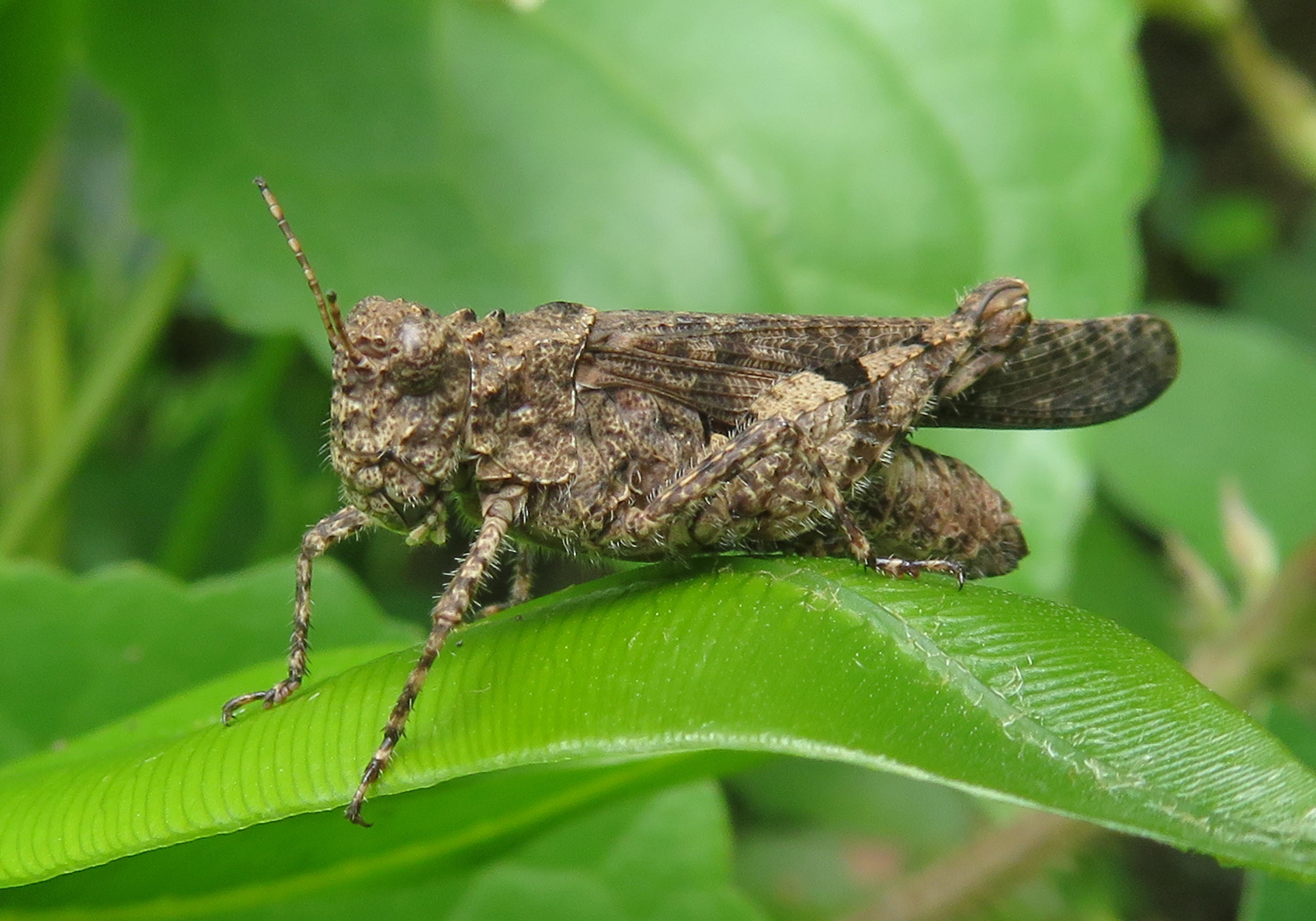 Carinate Locust (Family Acrididae) - Bali Wildlife