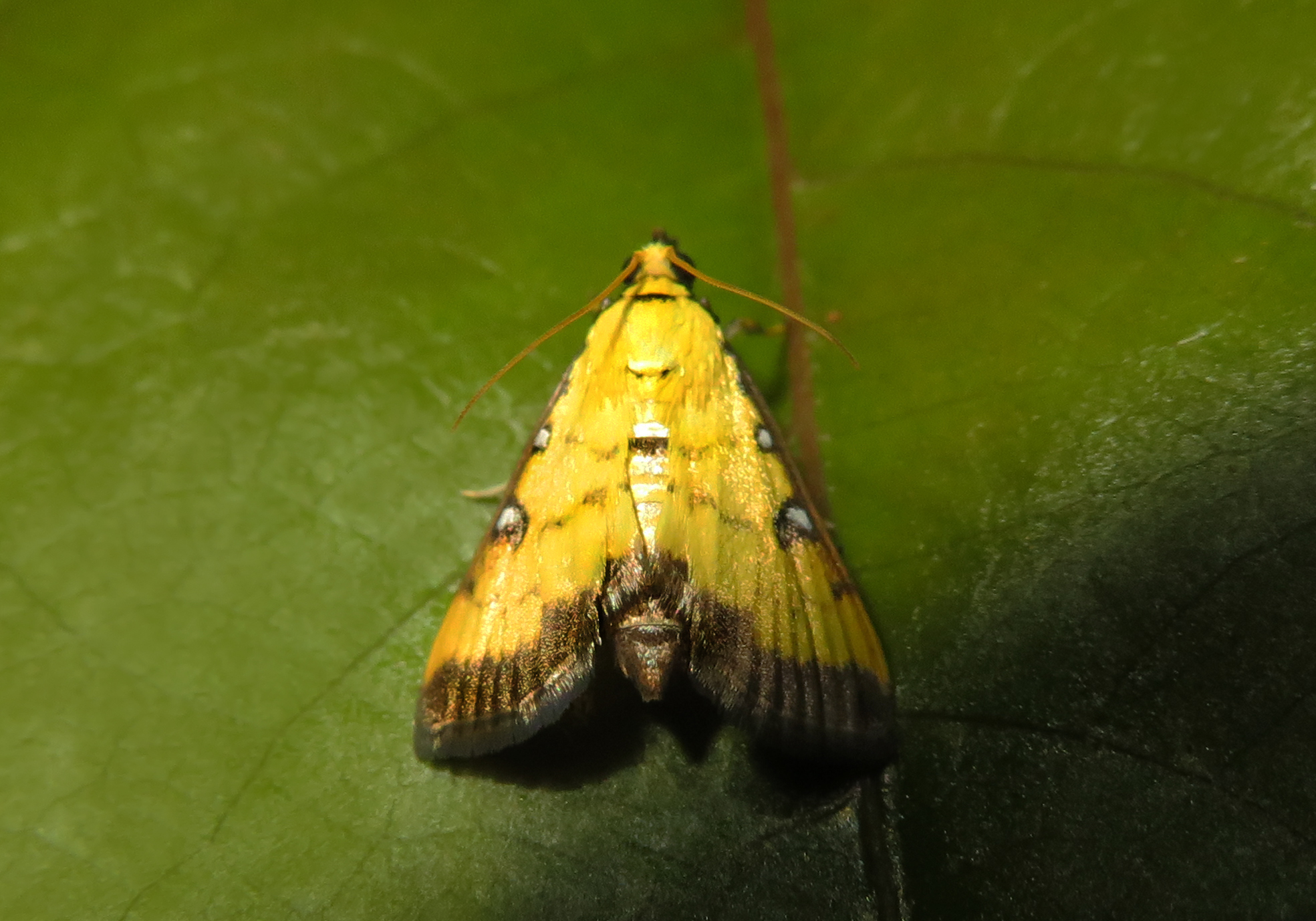 Pearl Moth (Family Crambidae) - Bali Wildlife