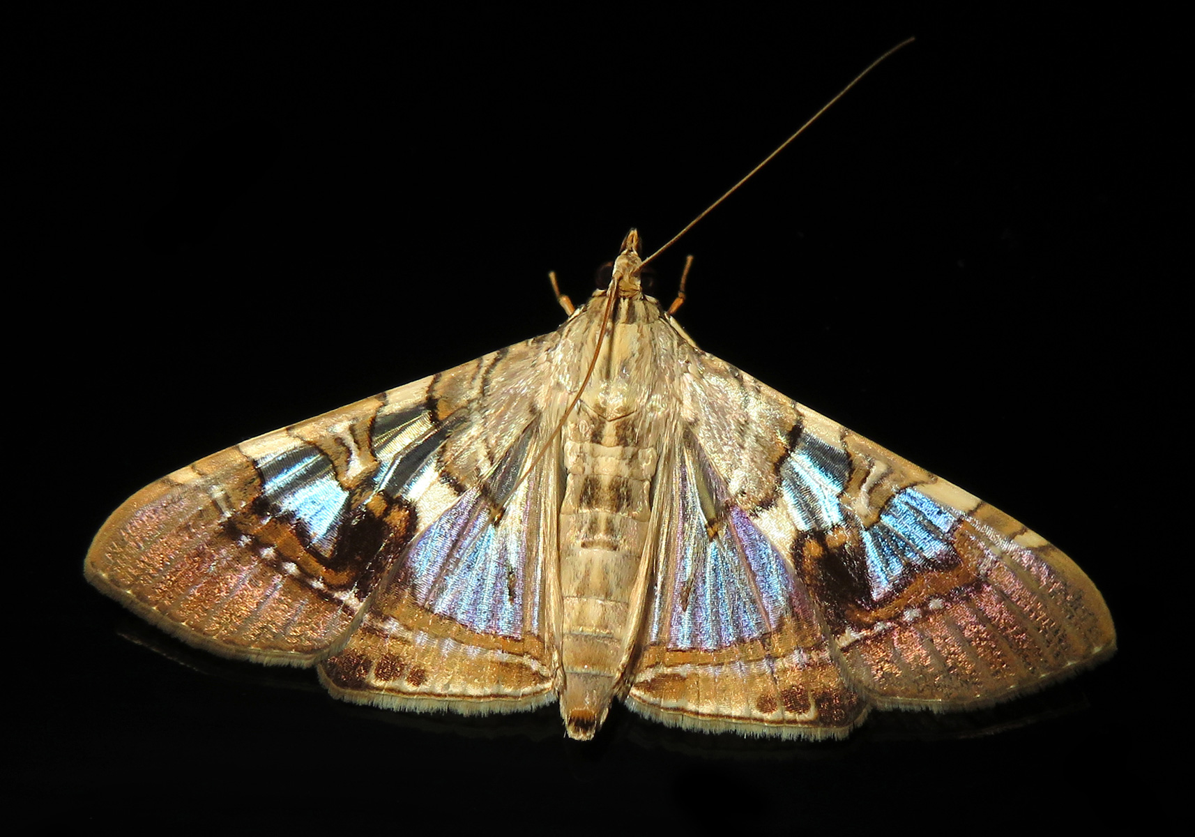 Pearl Moth (Family Crambidae) - Bali Wildlife