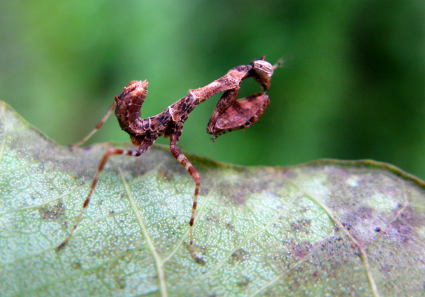 Typical Flower Mantis (Family Hymenopodidae) - Bali Wildlife