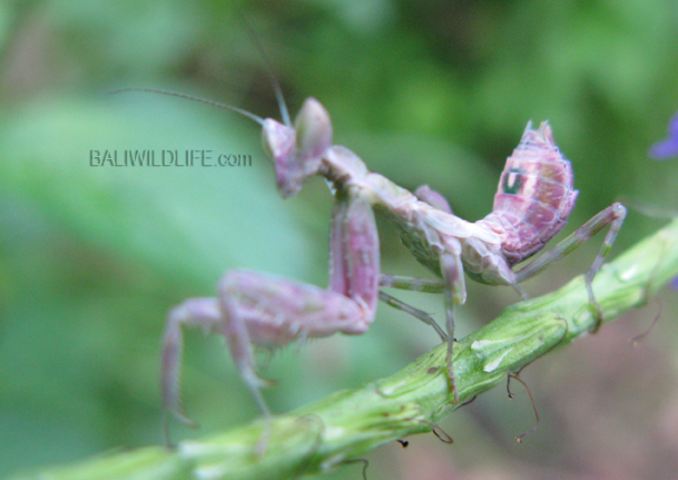 Flower mantis (Family Hymenopodidae) - Bali Wildlife