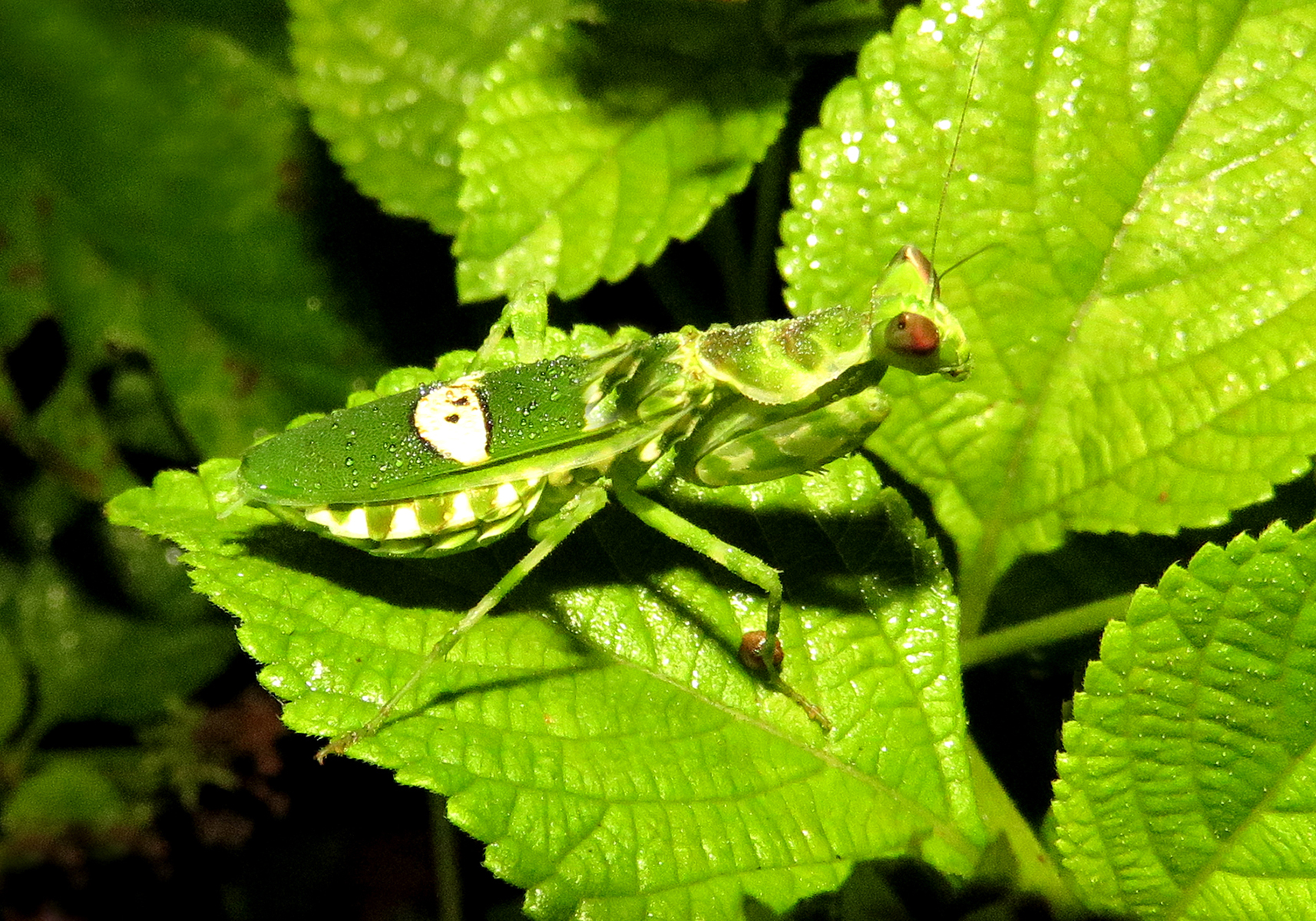 Jeweled Flower Mantis (Family Hymenopodidae) - Bali Wildlife