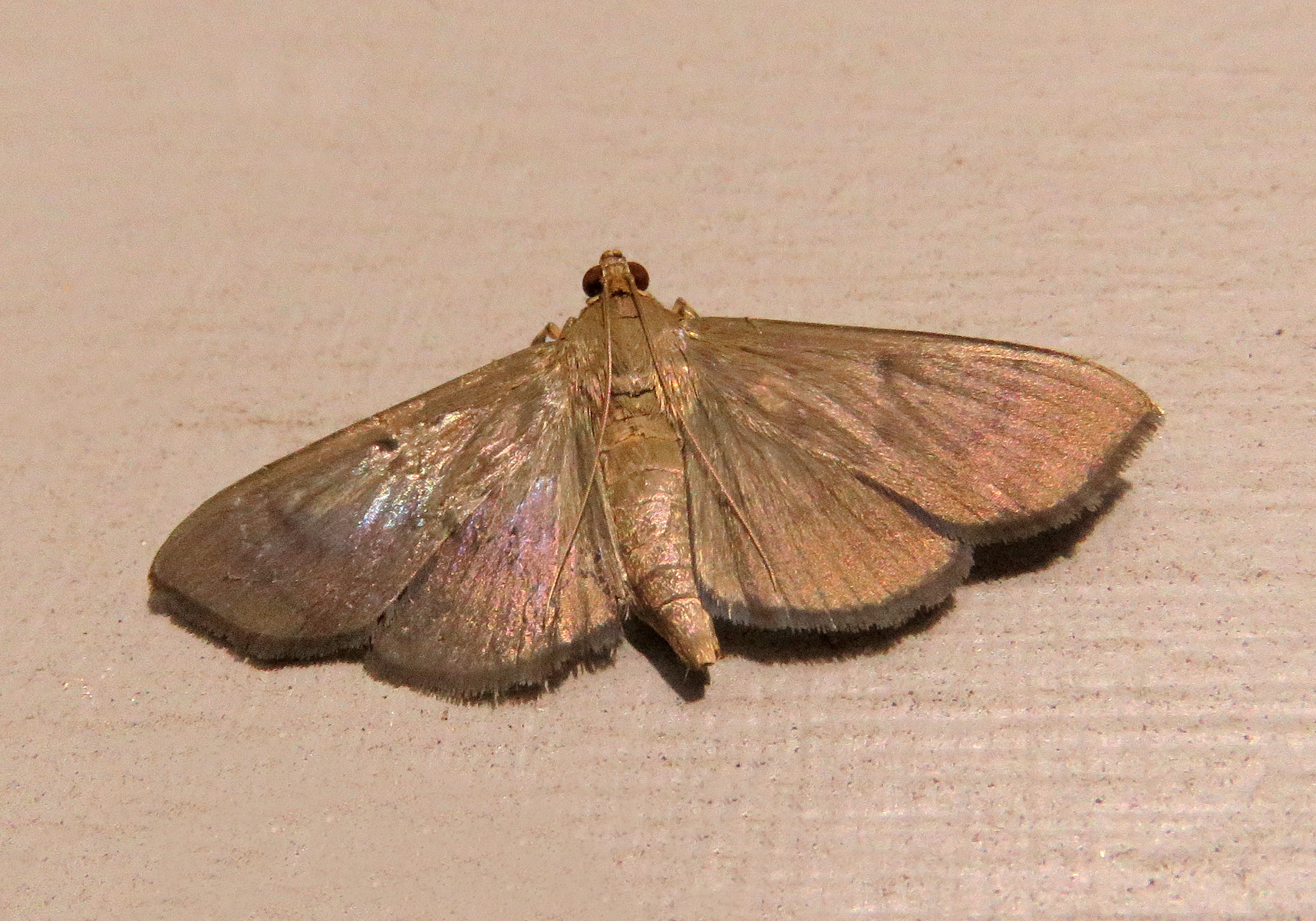 Pearl Moth (Family Crambidae) - Bali Wildlife